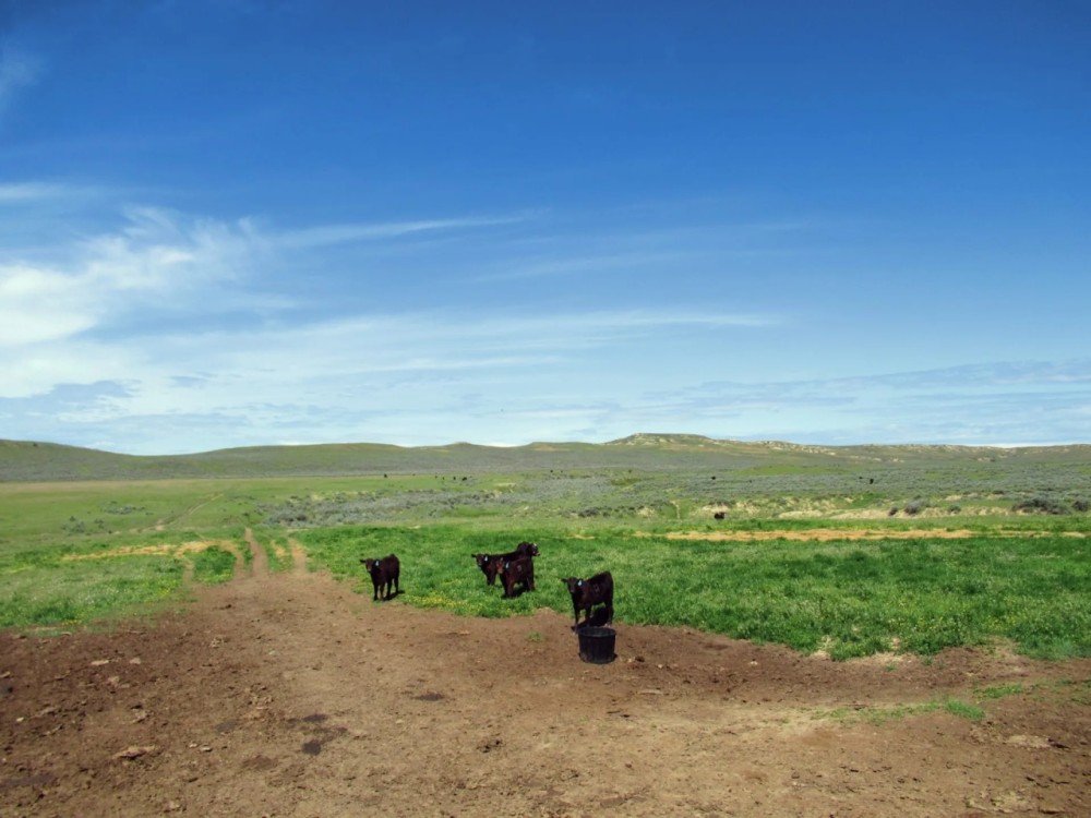 Little Rosie Ranch - Hunting Land for Sale - HuntingLocator.com ...