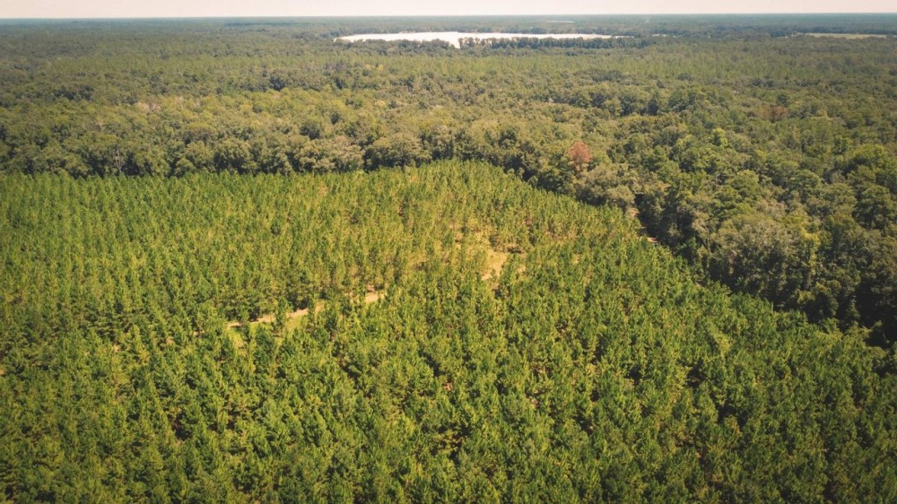 Jennings Bluff - Hunting Land for Sale - HuntingLocator.com ...