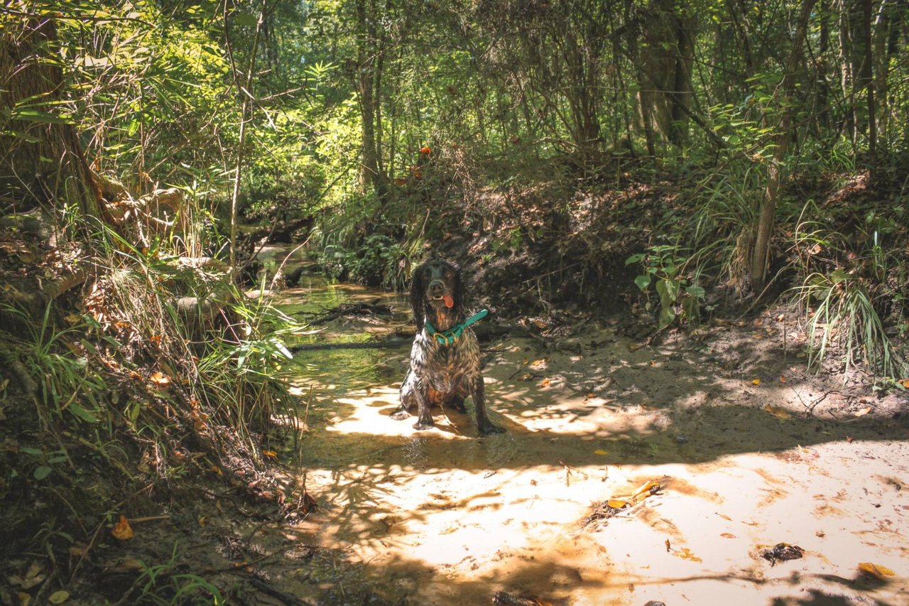 Jennings Bluff - Hunting Land for Sale - HuntingLocator.com ...