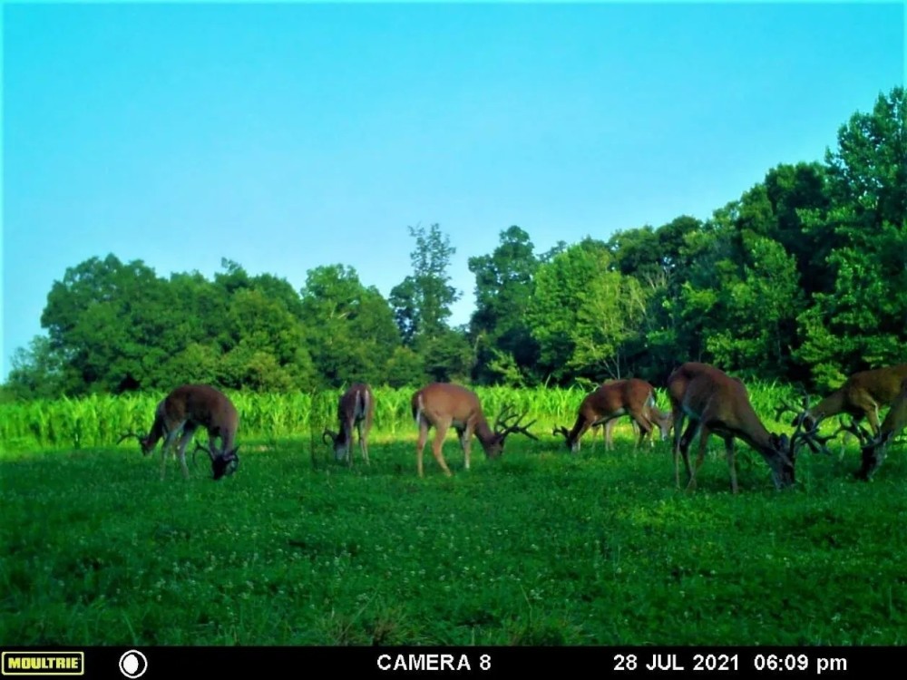 Buck Hollow Farm - Hunting Land for Sale - HuntingLocator.com ...