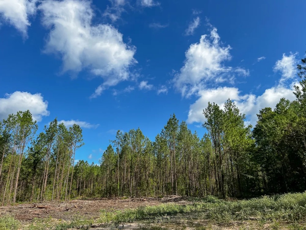 13 Acres T-2C Slim Palmer Rd. - Hunting Land for Sale - HuntingLocator ...