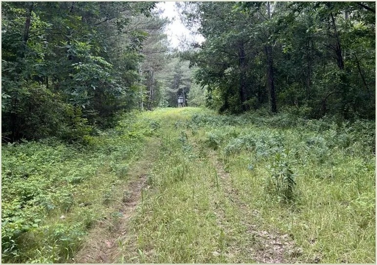60 Acres in Kemper County in Scooba MS - Hunting Land for Sale ...