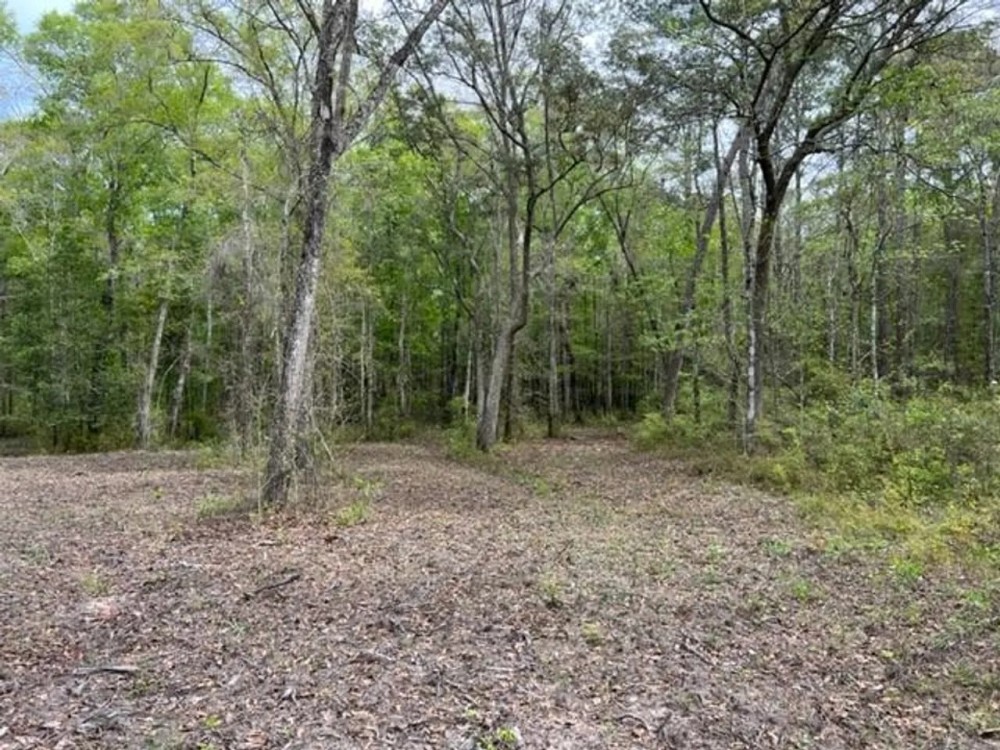 Wayne County rolling Longleaf - Hunting Land for Sale - HuntingLocator.com - HuntingLocator.com