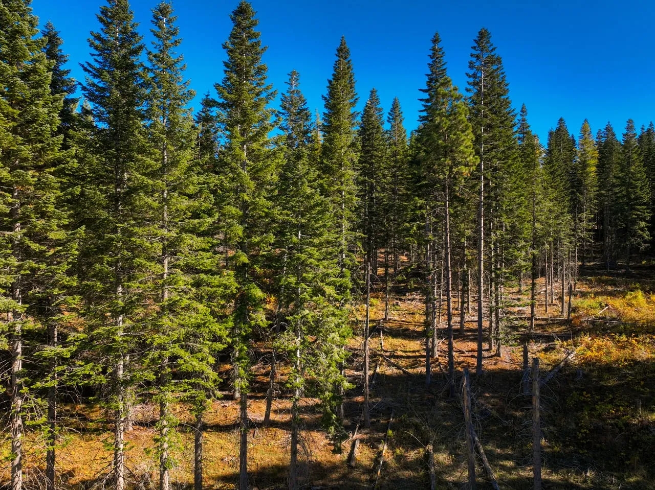 Hirst Spring Timber Tract - Hunting Land for Sale - HuntingLocator.com ...