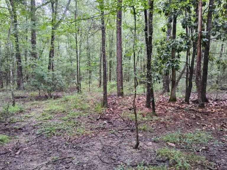 66 Acres in Jefferson Davis in Oak Vale MS - Hunting Land for Sale ...