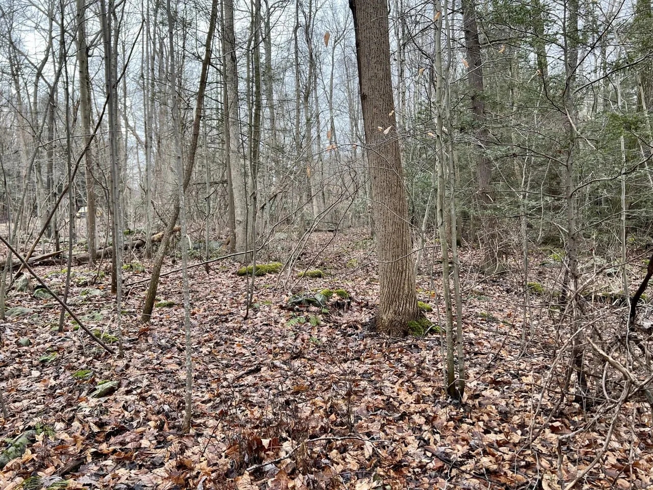Listonburg Rd. Somerset County - 25 acres - Hunting Land for Sale ...