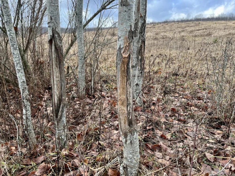 Heyer Rd. Somerset County - 59 acres - Hunting Land for Sale ...