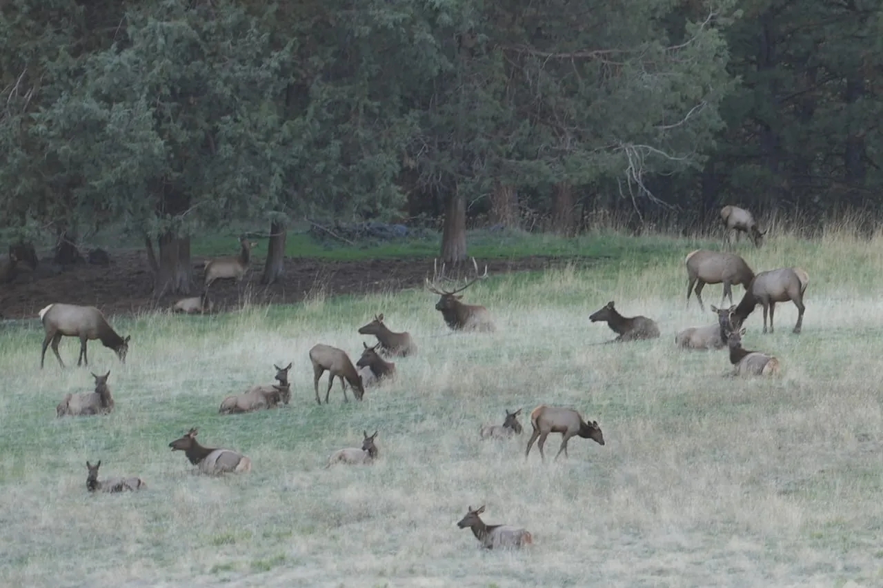 Shilo Ranch - Hunting Land for Sale - HuntingLocator.com ...