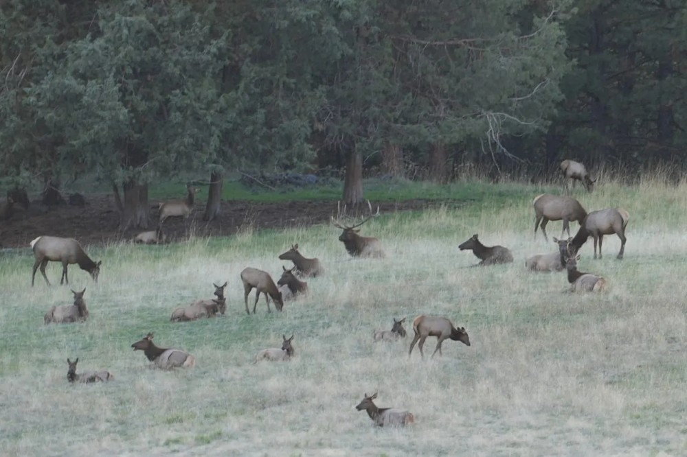 Shilo Ranch - Hunting Land for Sale - HuntingLocator.com ...