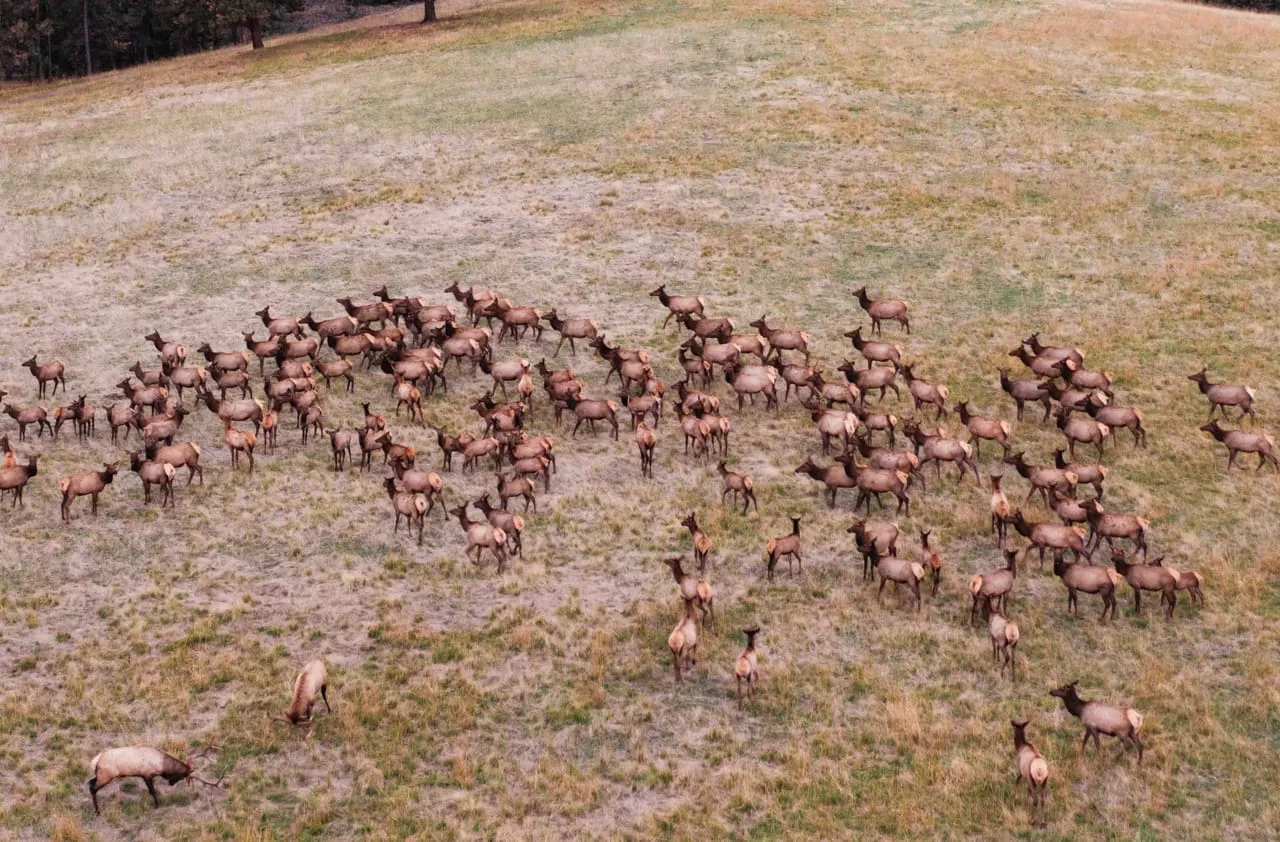 Shilo Ranch - Hunting Land for Sale - HuntingLocator.com ...