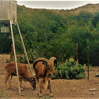 Val Verde County, Texas Hunting and Deer Leases - HuntingLocator.com