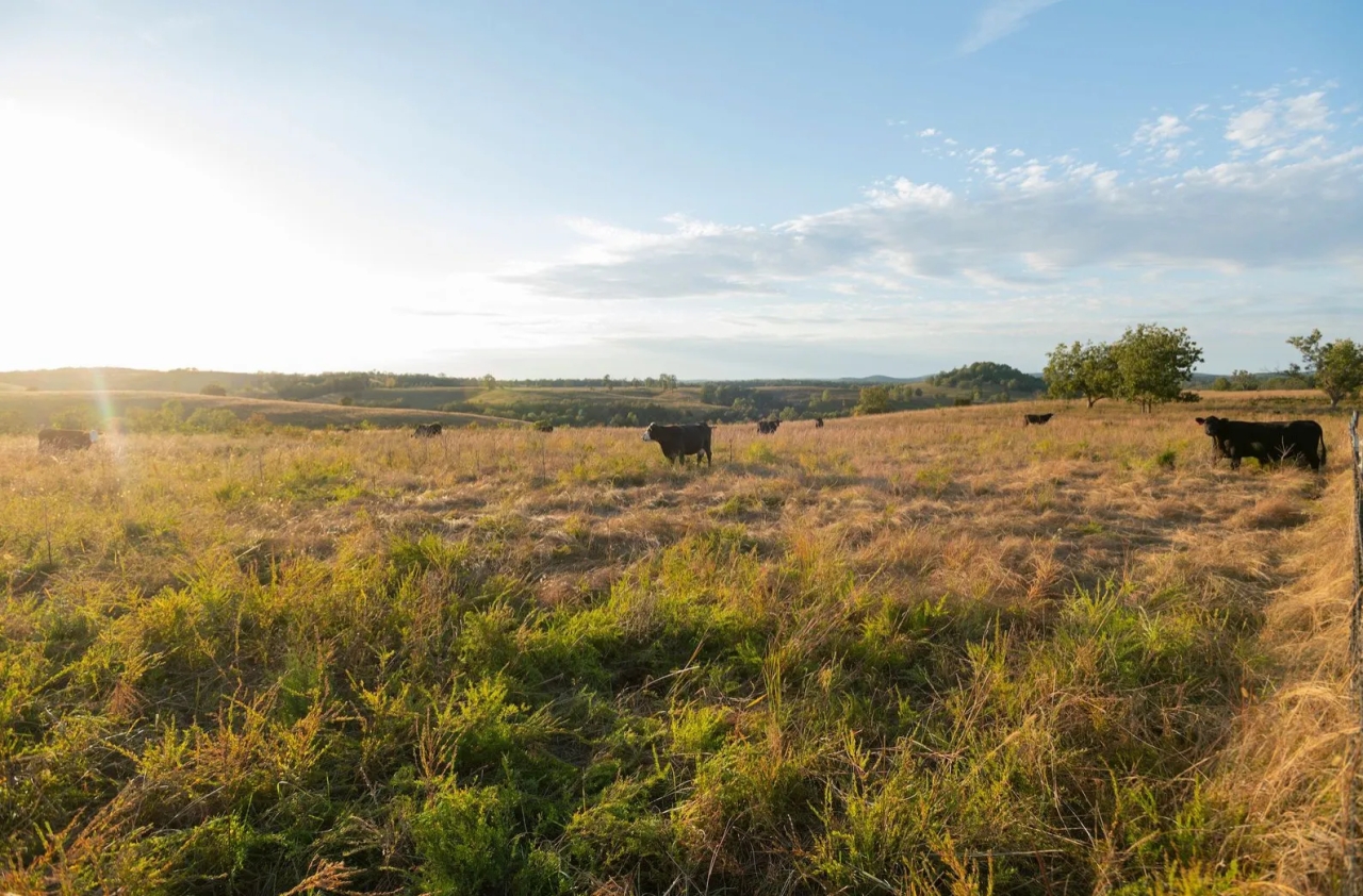 Large Acreage Ozarks Cattle Ranch For Sale - Hunting Land for Sale - HuntingLocator.com ...