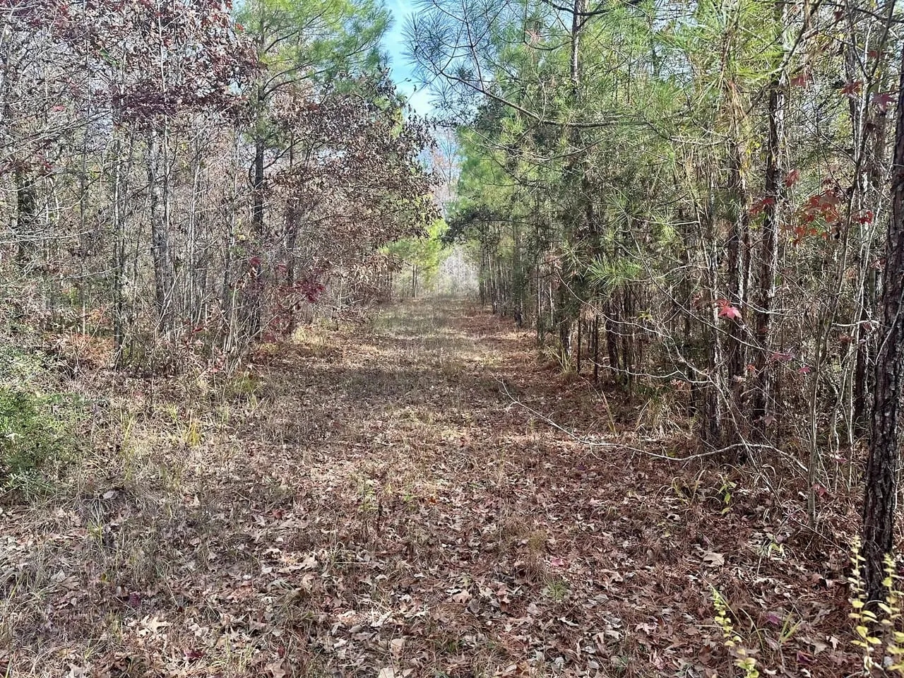 40 Acres Hunting Tract with Mixed Hardwood Located in LaSalle Parish - Hunting Land for Sale ...