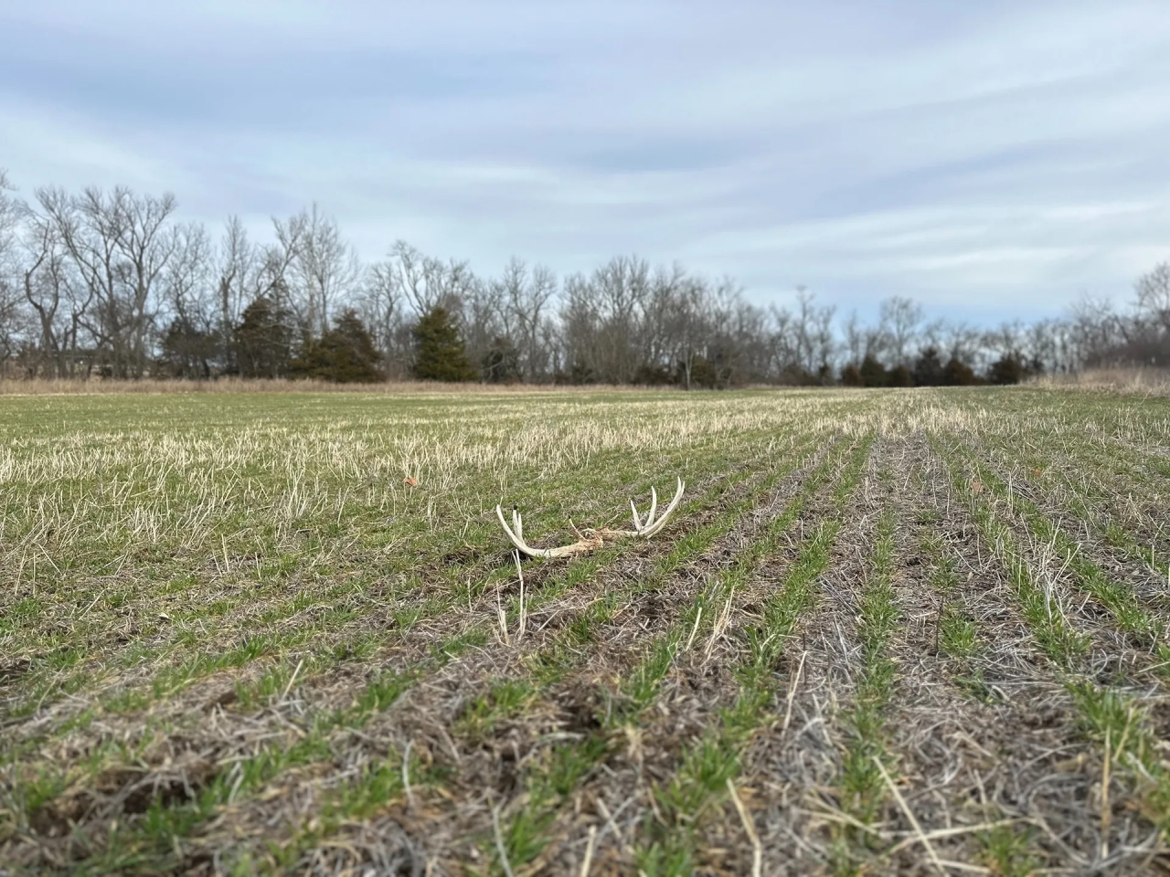 160 Acre Kansas Tract with Hunting and Tillable Ground for Sale Bourbon ...