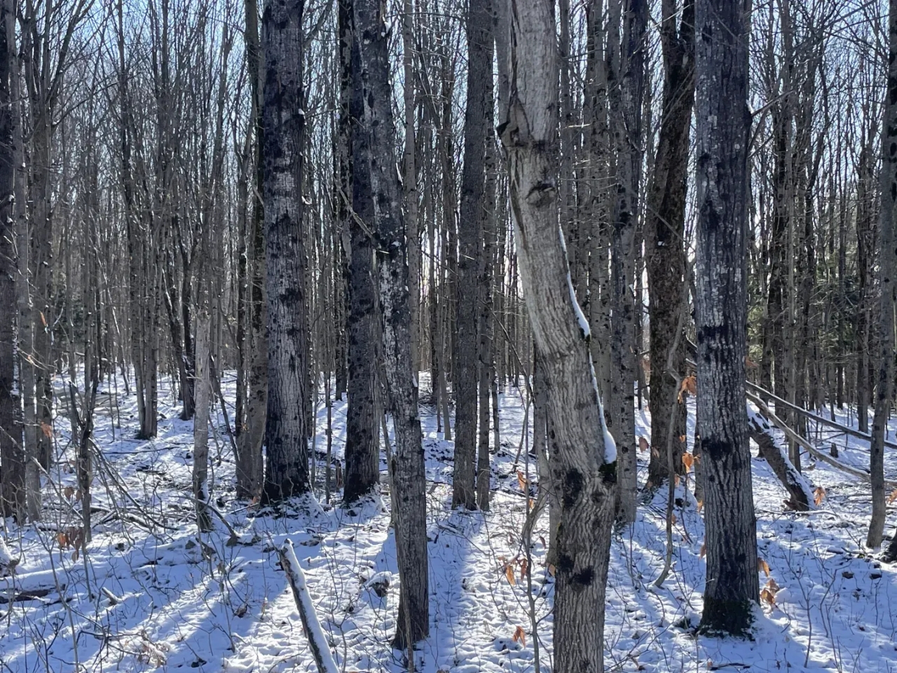 Deer Meadows Sunset Views - Hunting Land for Sale - HuntingLocator.com ...