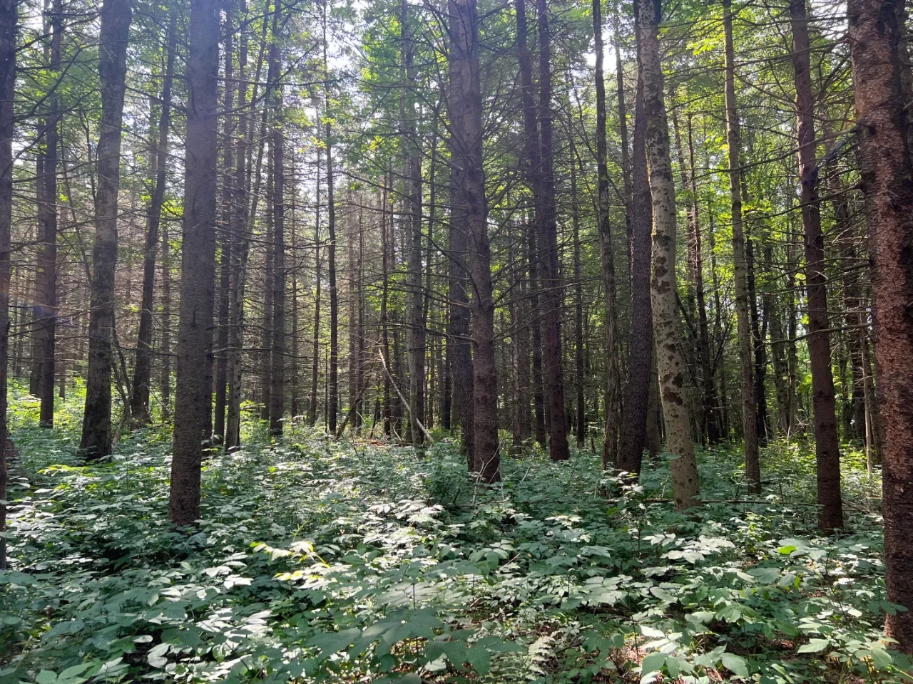 Borders Southern Tier State Forest - Hunting Land for Sale ...