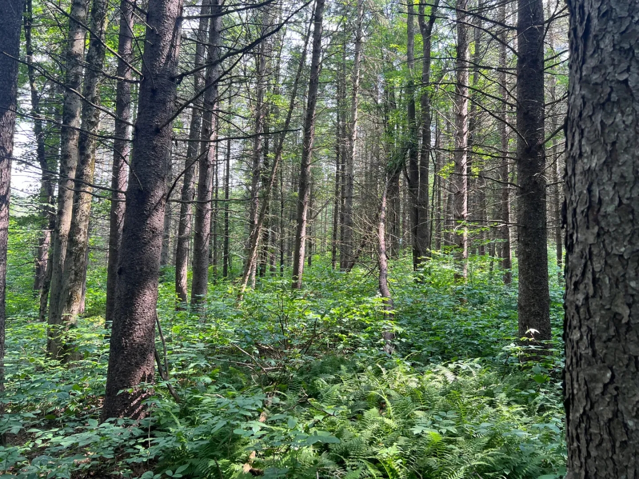 Borders Southern Tier State Forest - Hunting Land for Sale ...