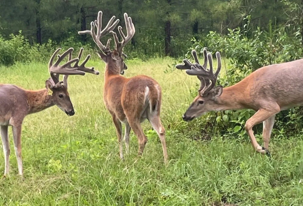 LA - LaSalle 404 acres - - Hunting Land for Sale - HuntingLocator.com ...