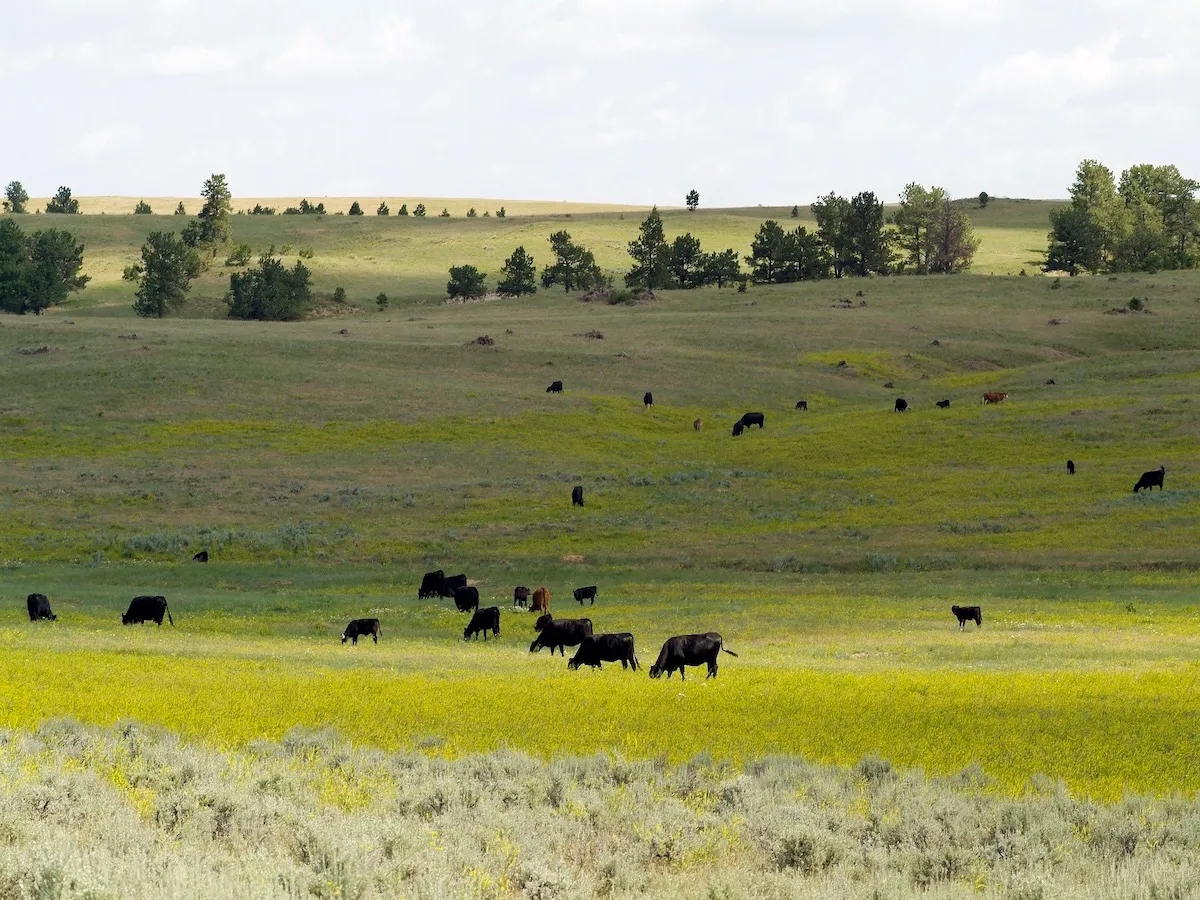 The OW Ranch - Hunting Land for Sale - HuntingLocator.com ...