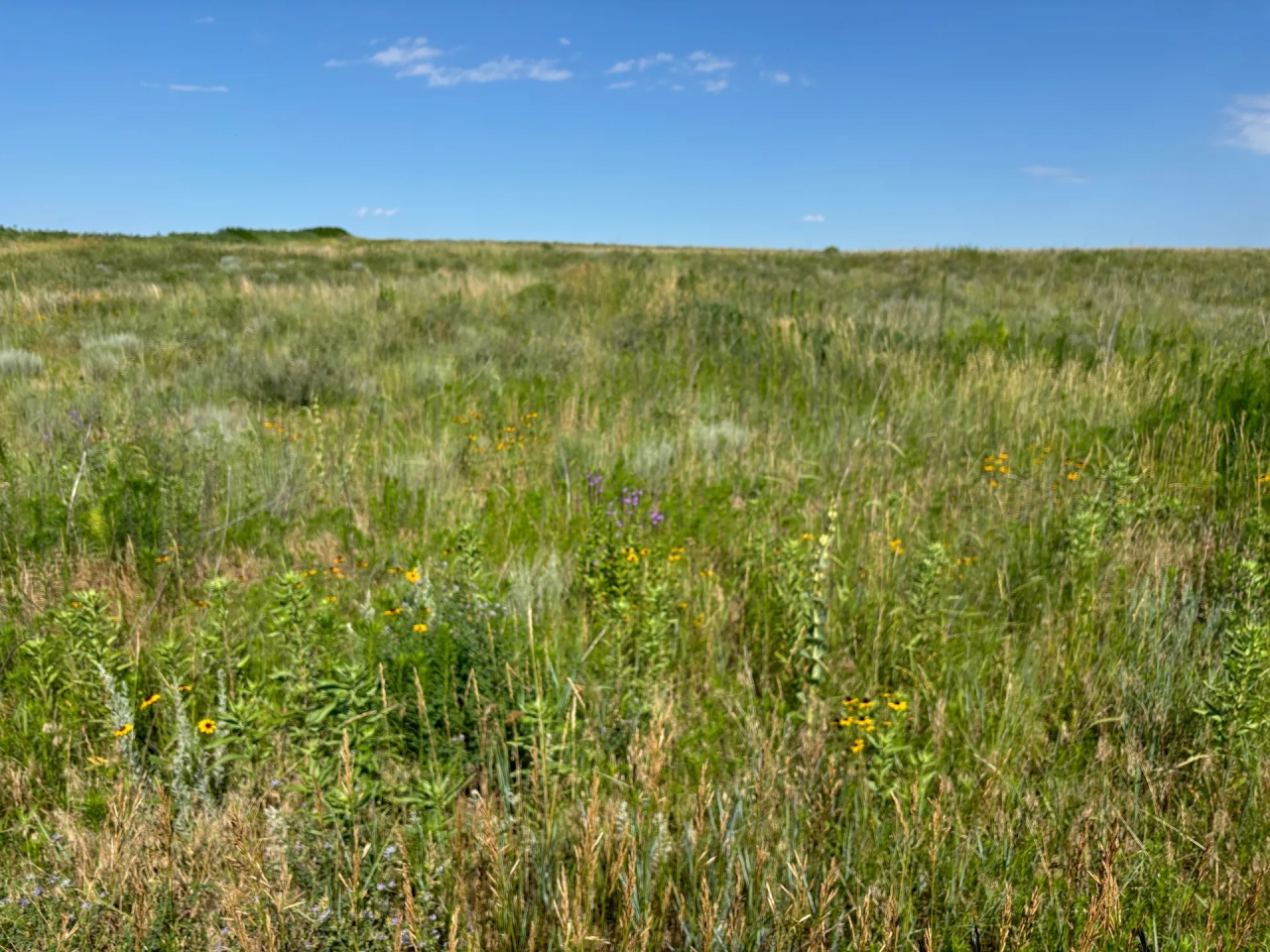 Wellfleet CRP Quarter - Hunting Land for Sale - HuntingLocator.com ...