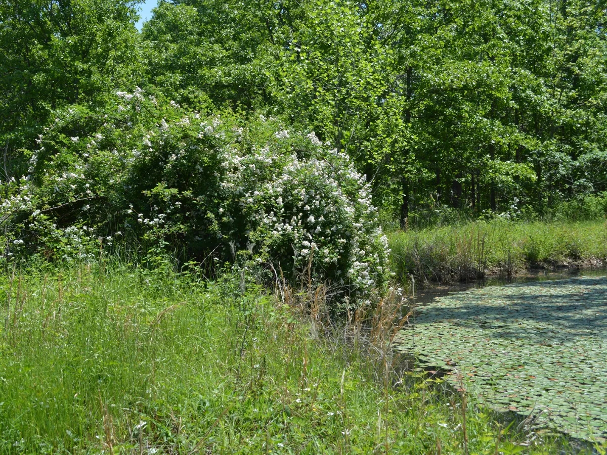 672.7 Acres - Gray Squirrel Ranch Oklahoma Hunting Land - Hunting Land ...
