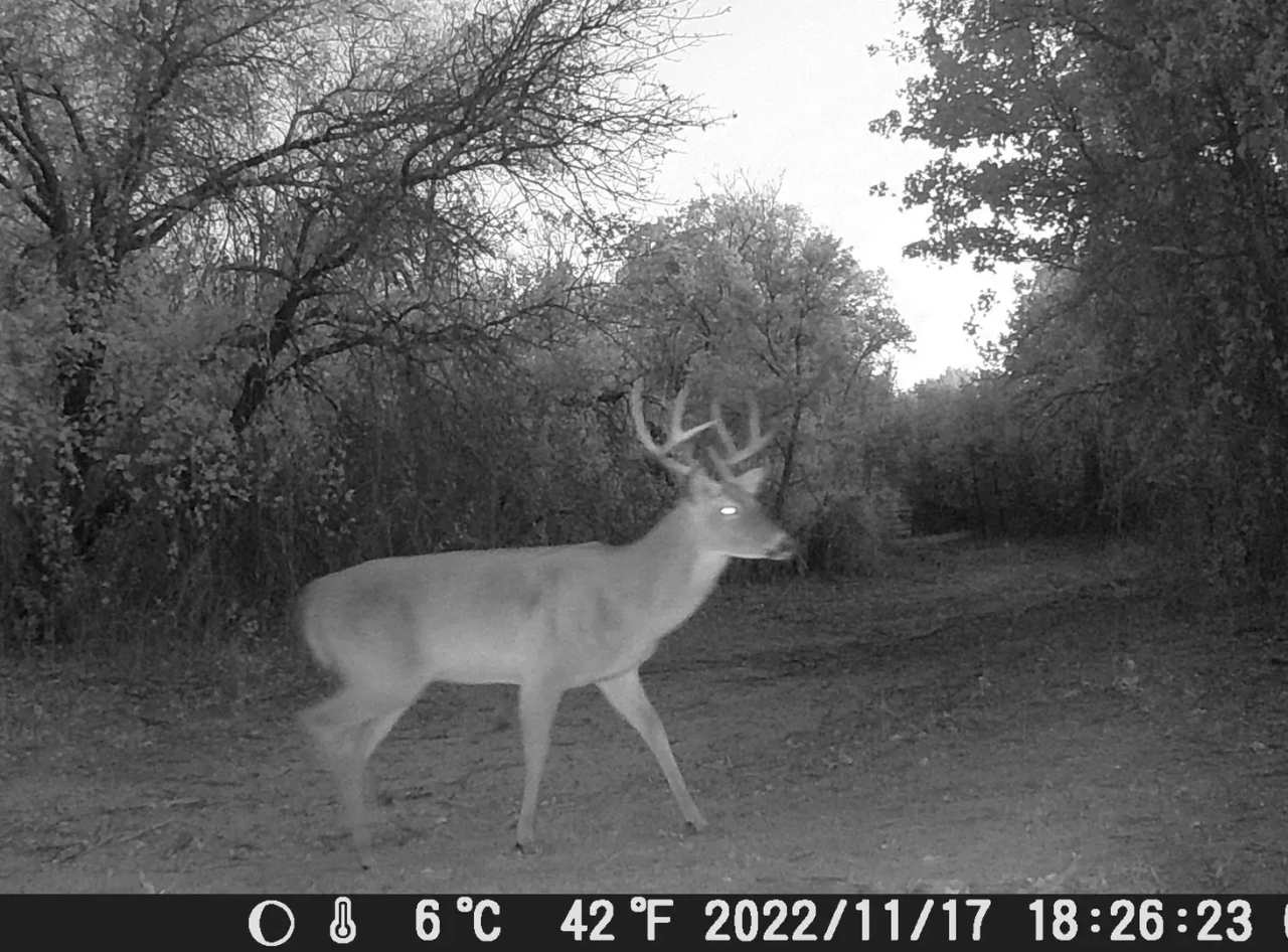 New Listing 17 - Acres Callahan County - Hunting Land for Sale ...