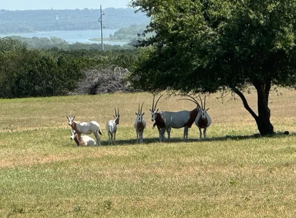 High Fence Game Ranch - Hunting Land for Sale - HuntingLocator.com ...