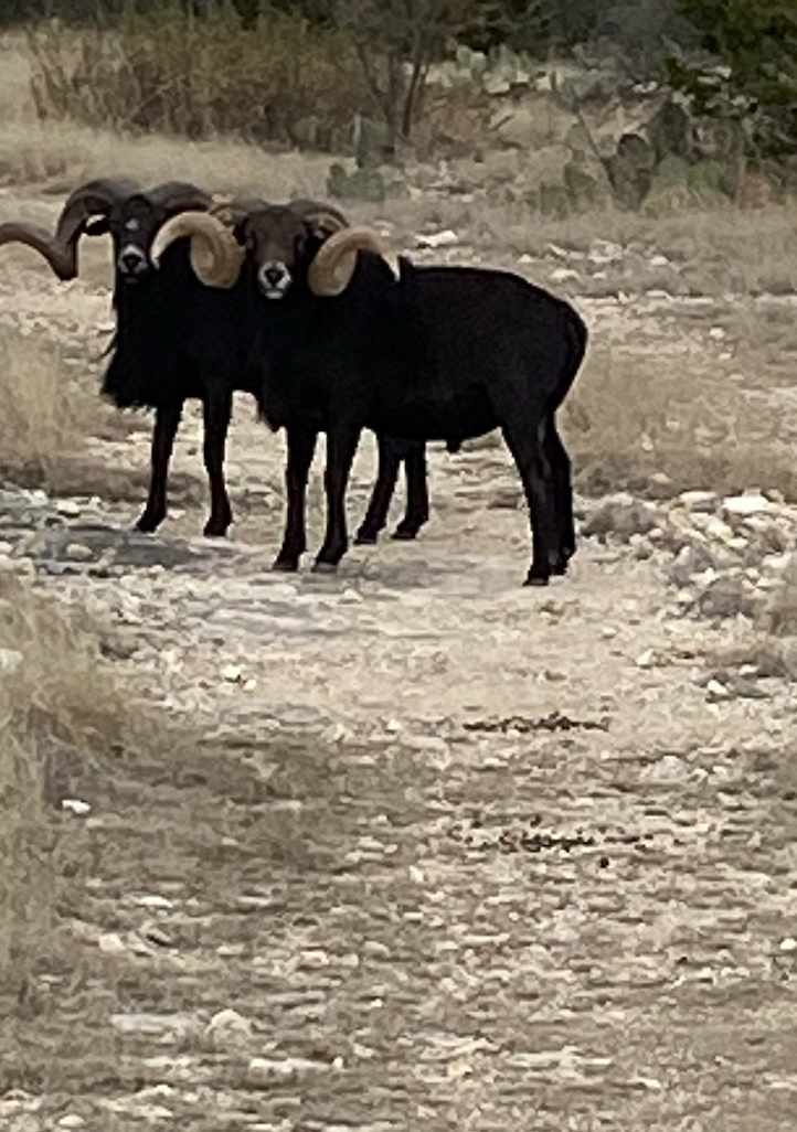 Kasowski Ranch (Corporate Leasing Available) - Hunting Leases ...