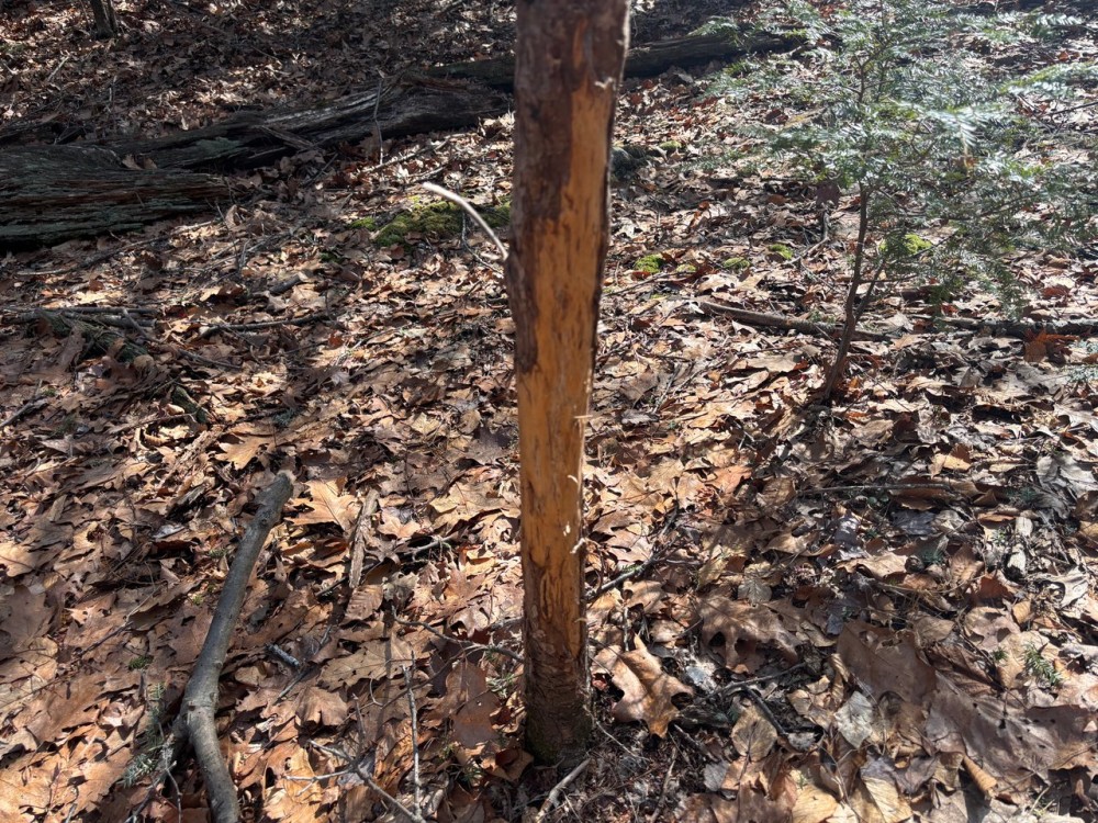 Private 25-Acre Hunting Retreat – Mountain Dale, NY - Hunting Leases ...