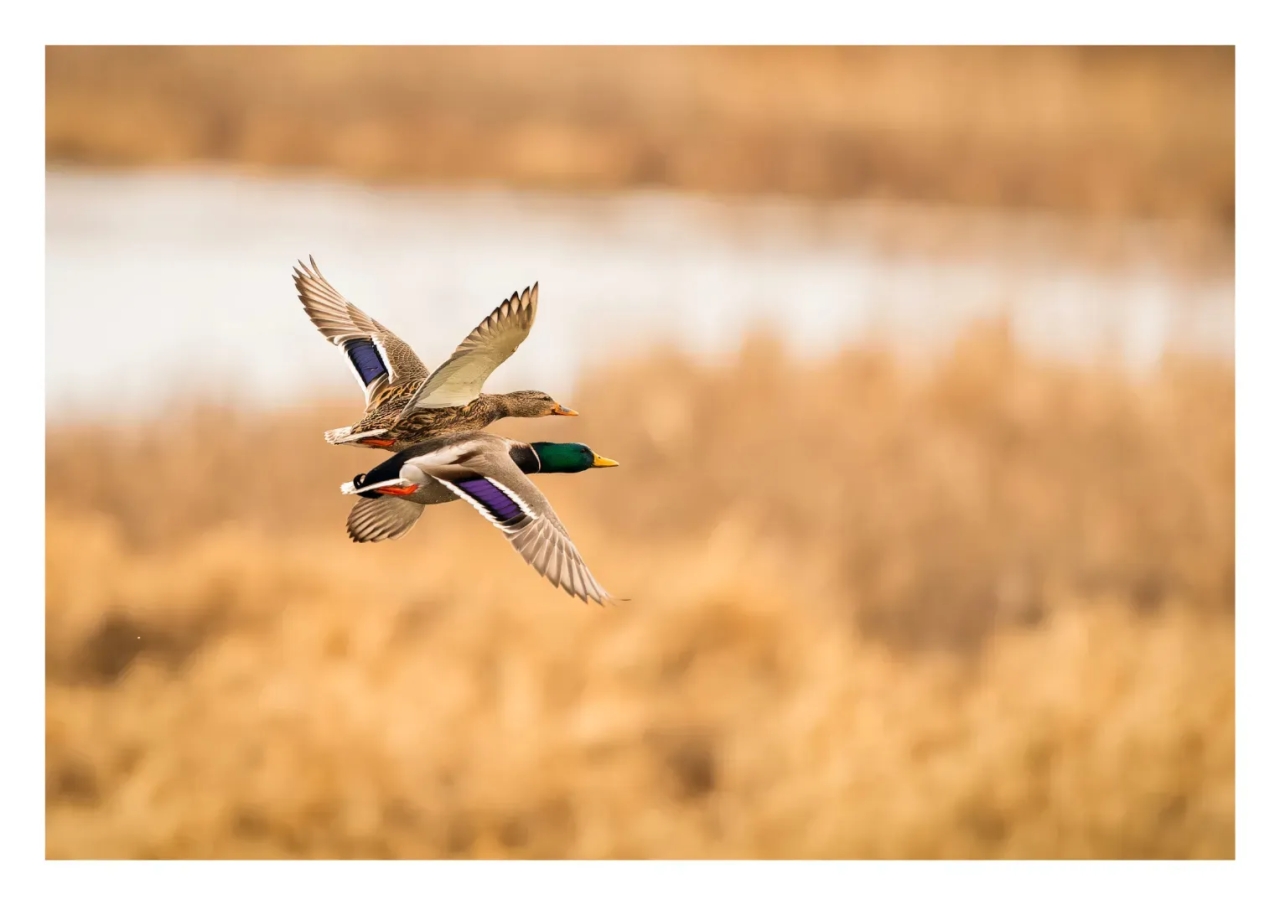 Harvey Farms - Hunting Land for Sale - HuntingLocator.com ...