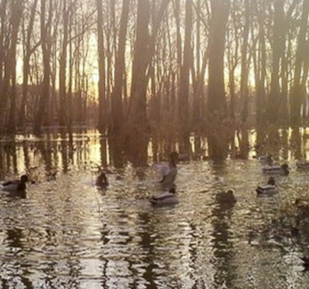 66-Acres with Row Crop Whitetail Ducks Doves and Turkey Hunting in ...