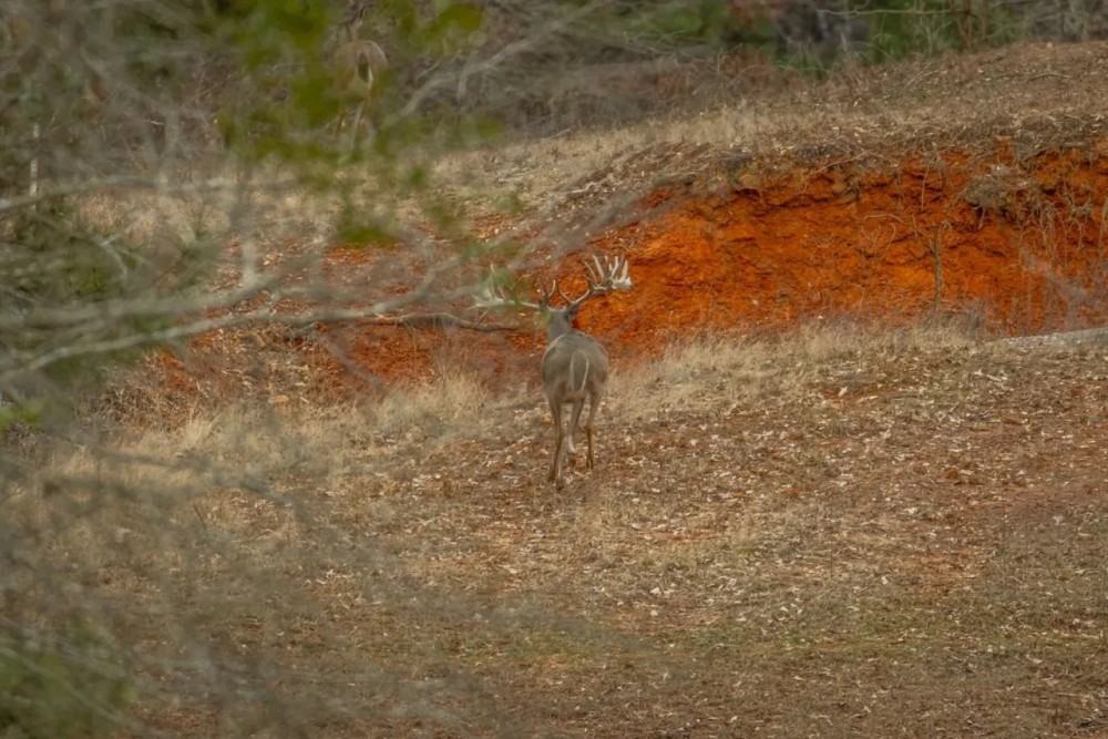 Superior Genetic High Fence Ranch - Hunting Land for Sale ...
