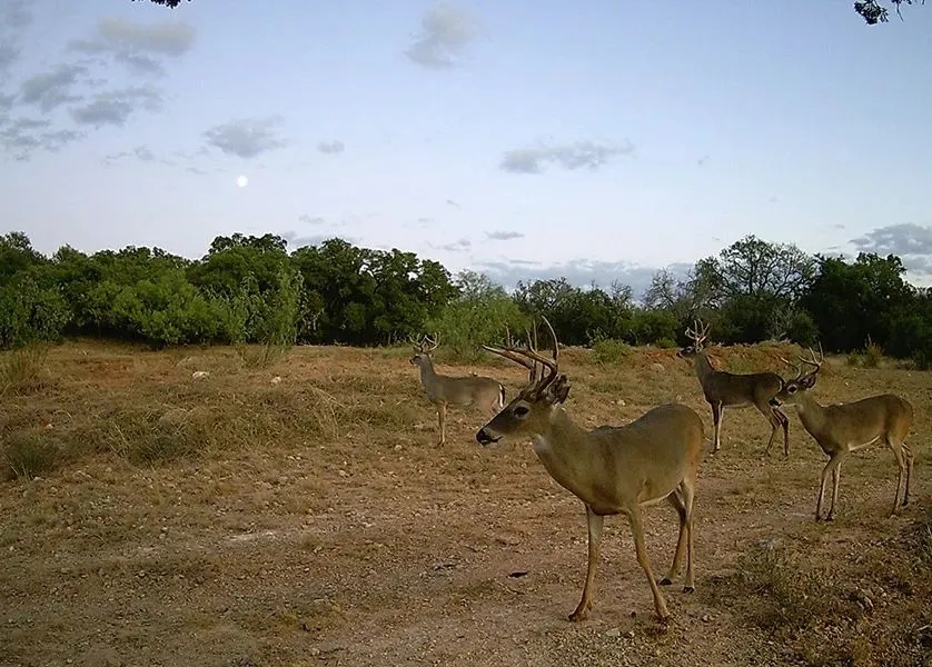 Texas Hunting Recreational Property - Hunting Land for Sale ...