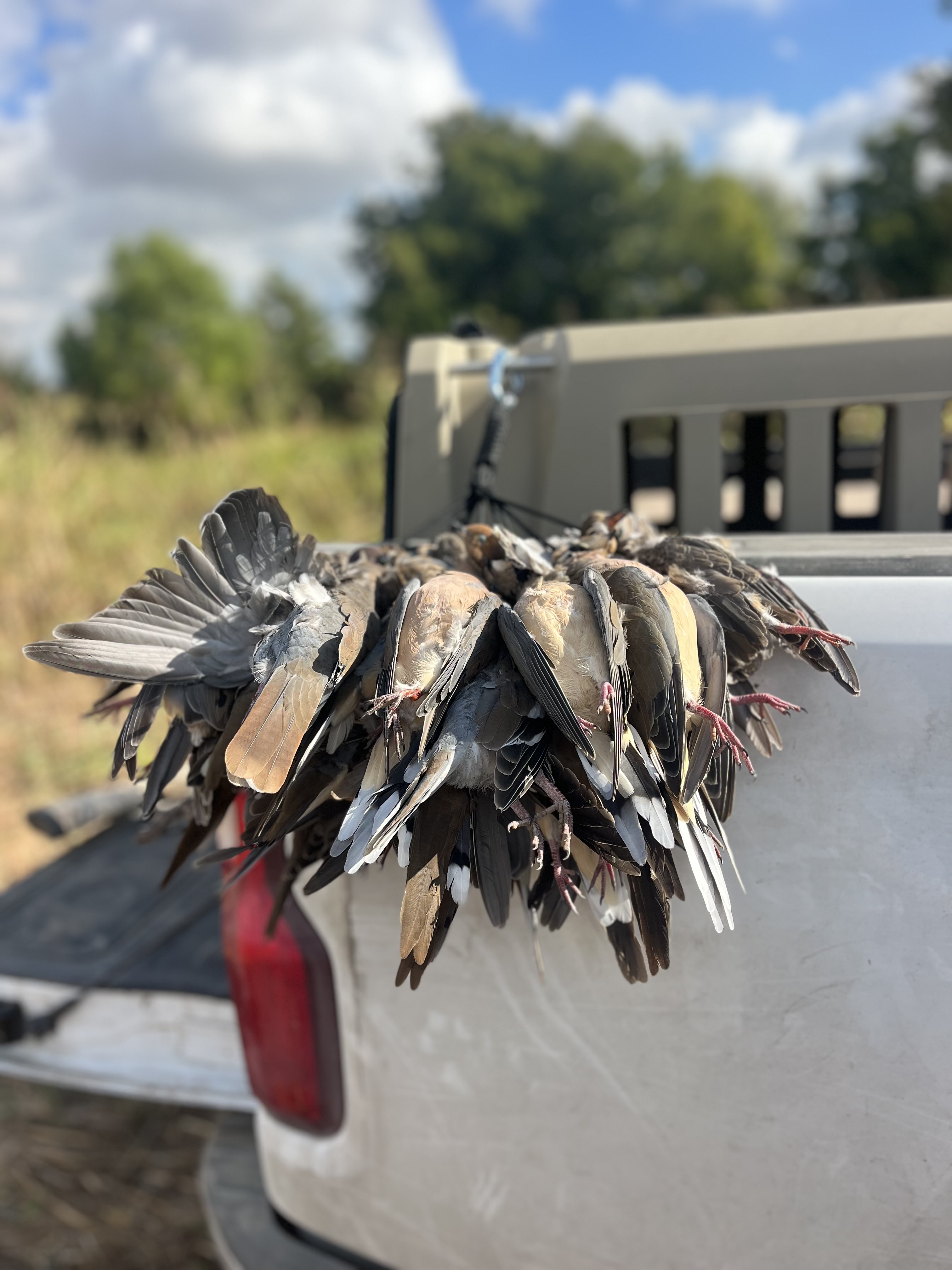 Texas dove hunt - day hunt- 100ac Taylor,TX and 3,000ac Thrall, TX ...