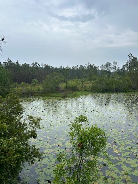 760 acres in Yulee, Florida - Hunting Leases - HuntingLocator.com