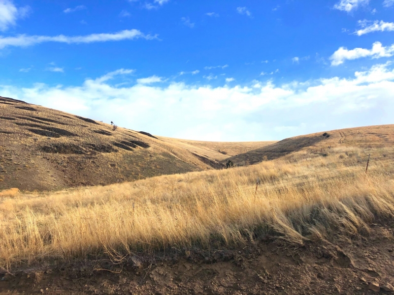 Harris Ranch - Hunting Land for Sale - HuntingLocator.com ...