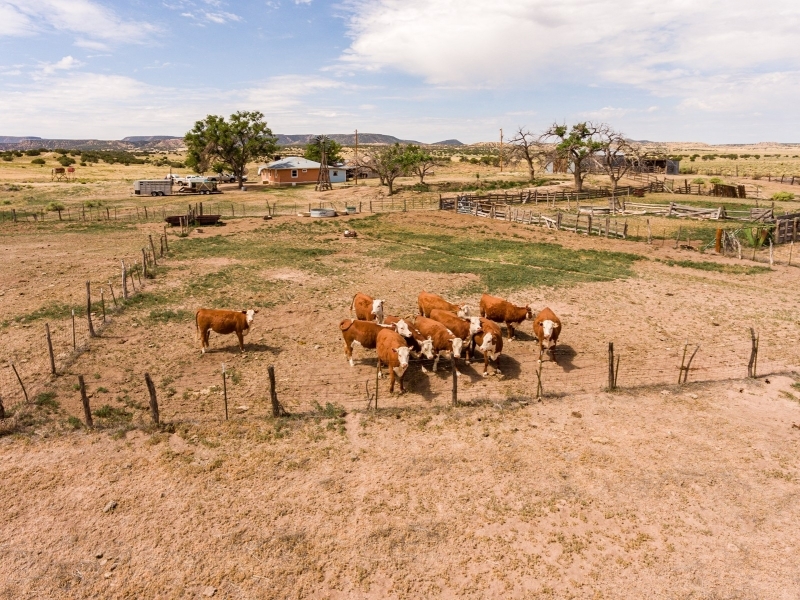 Productive Cattle Ranch For Sale in Western NM - Hunting Land for Sale ...