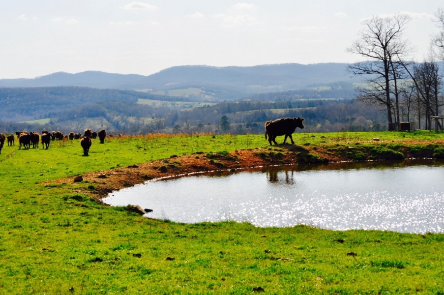 Zanoni Mills Luxury Ranch For Sale in Southern MO - Hunting Land for ...