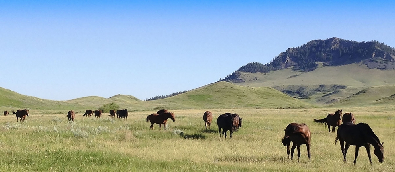 IX Ranch - Hunting Land for Sale - HuntingLocator.com - HuntingLocator.com