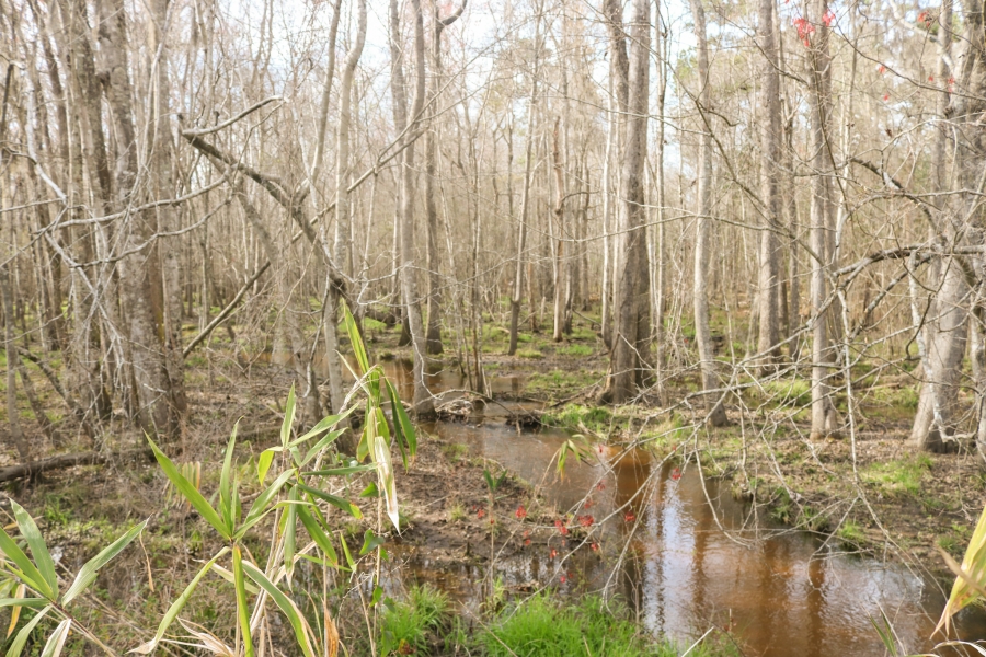 Low Falls - Hunting Land for Sale - HuntingLocator.com - HuntingLocator.com