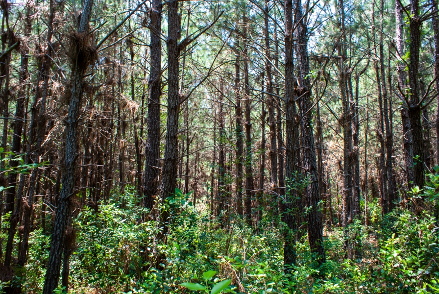 0 Youmans Lane - Hunting Land for Sale - HuntingLocator.com ...