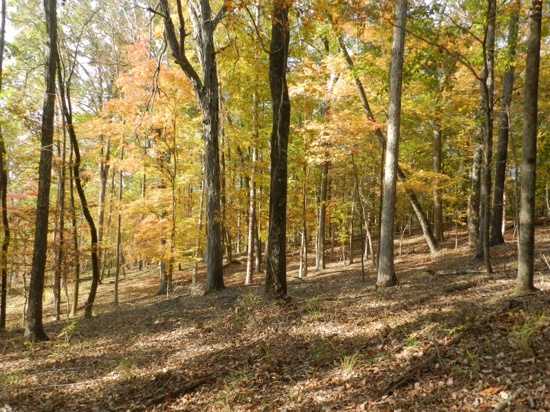 Oaky Woods Ridge Farm - Hunting Land for Sale - HuntingLocator.com ...