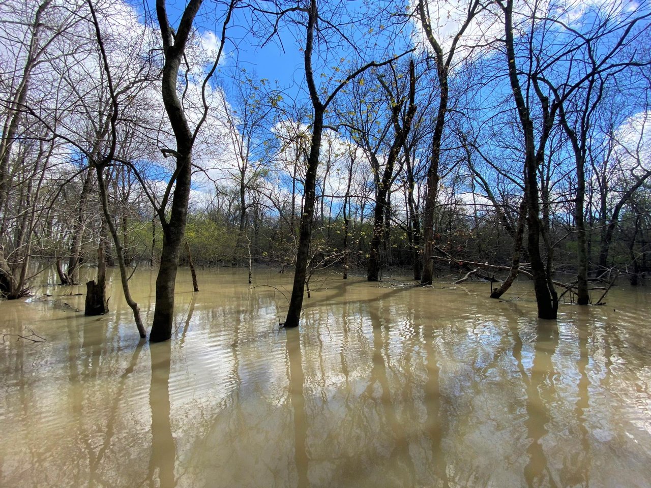 505 - Acres L Anguille River Flooded Timber Farmland - Hunting Land for ...