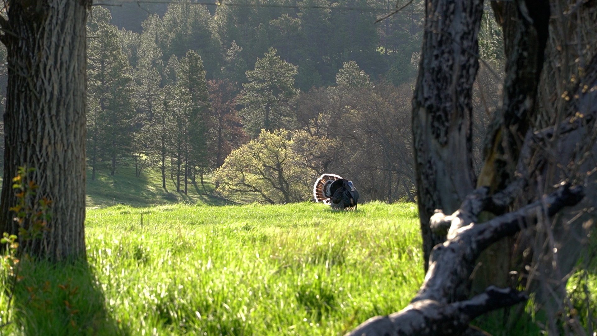 Cook Mountain Hunting Ranch - Hunting Land for Sale - HuntingLocator ...